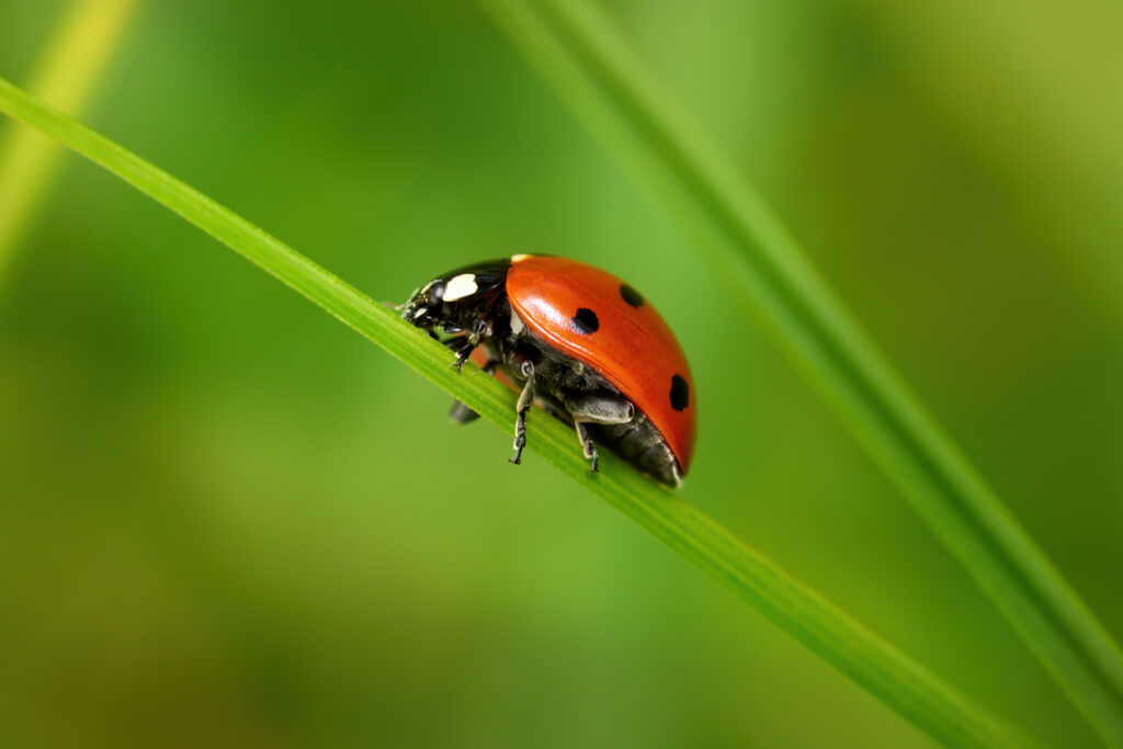 Things You Didn’t Know Ladybirds Were Capable Of (But Probably Should)