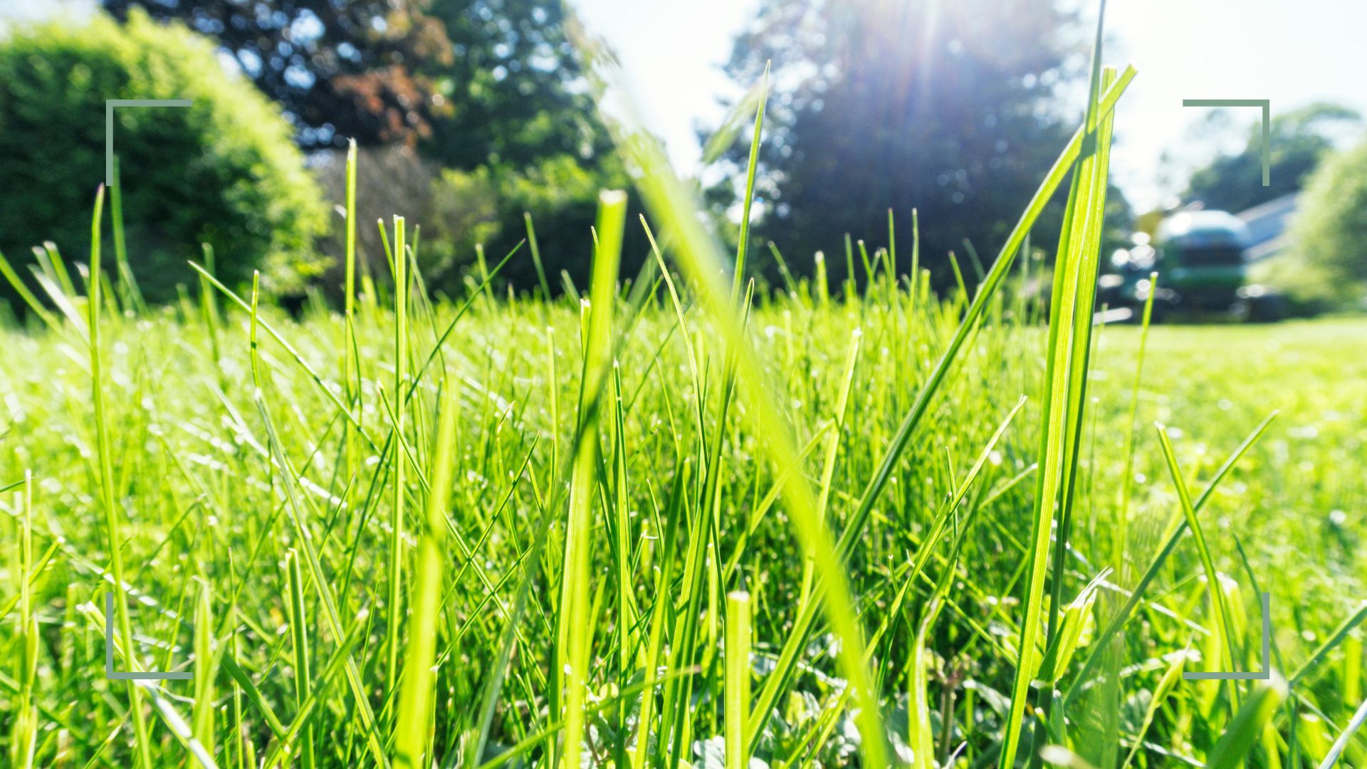Should you cut grass in hot weather? Lawn experts share advice on ...