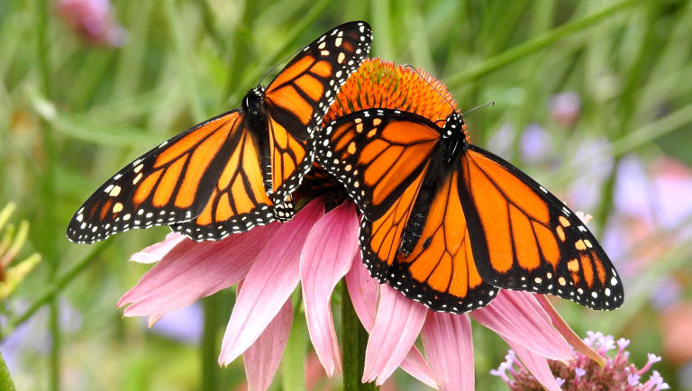 Want more butterflies? 7 tips for attracting them to your yard