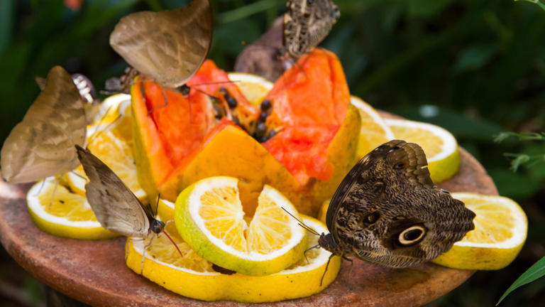 Want more butterflies? 7 tips for attracting them to your yard