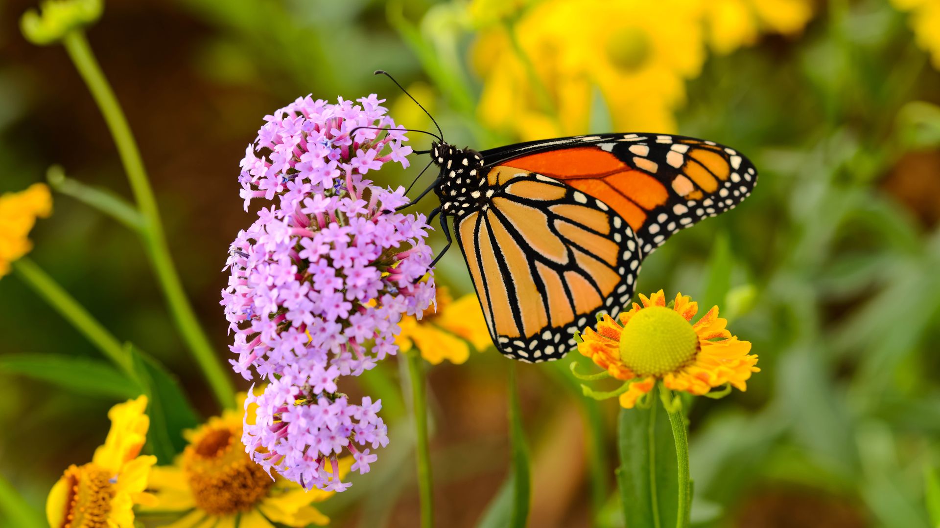 Want more butterflies? 7 tips for attracting them to your yard