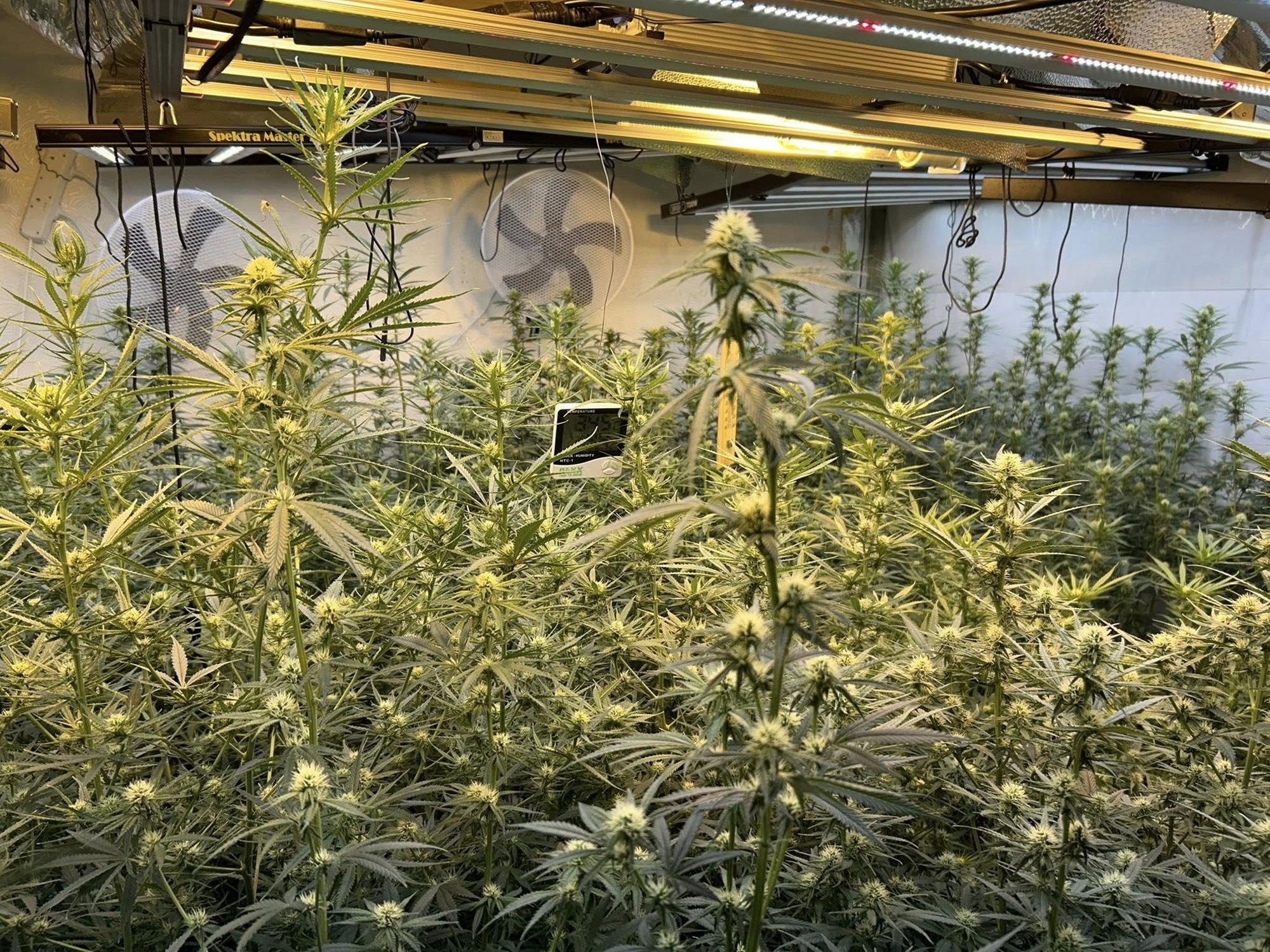 Man arrested and charged after police raid cannabis farm with more than ...
