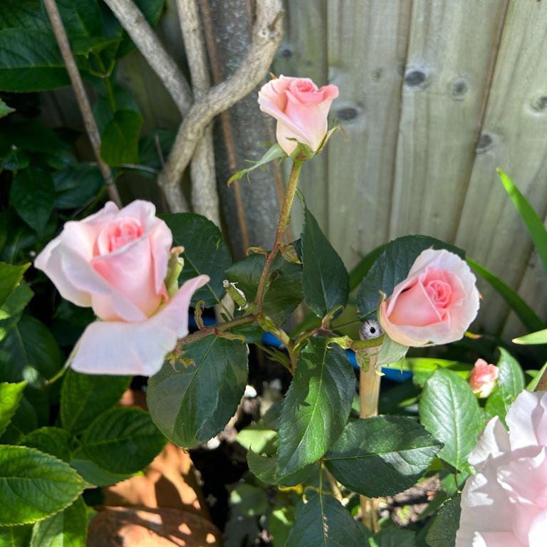 3 reasons your roses are falling off the plant too fast – and how to ...