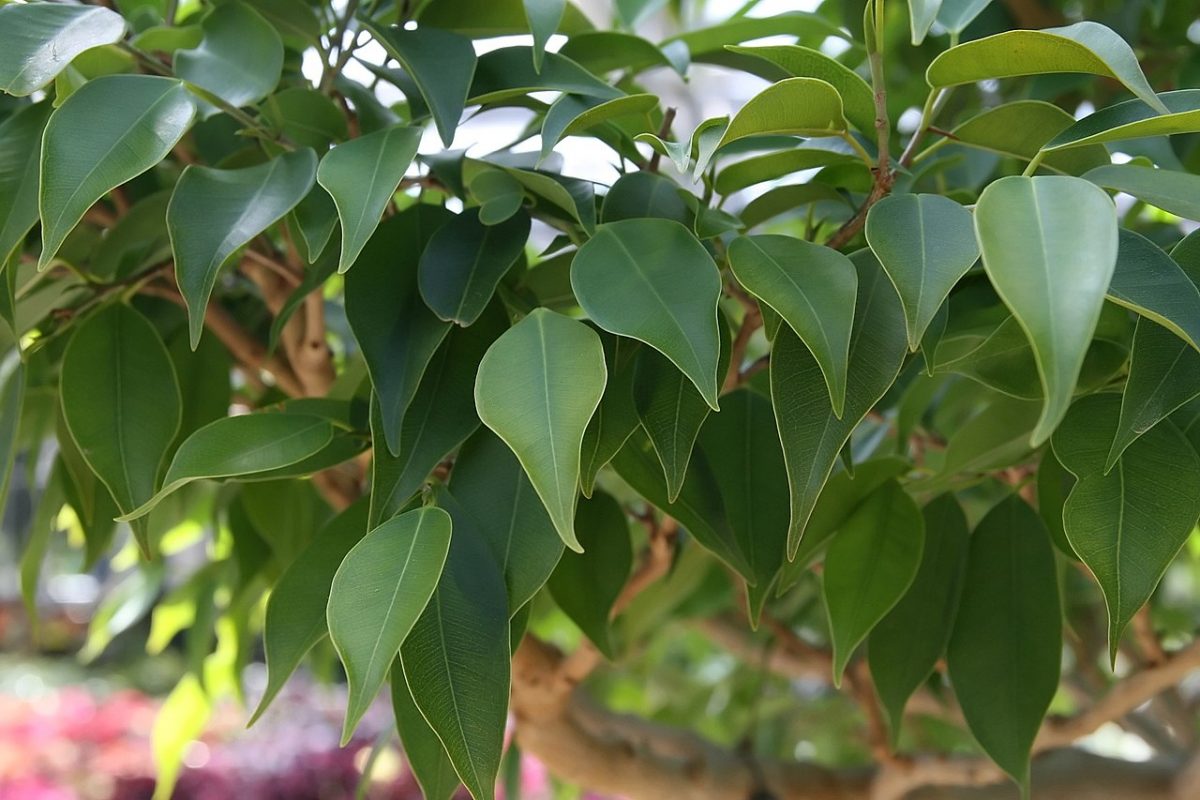 Cómo podar un Ficus benjamina correctamente: guía práctica y completa ...