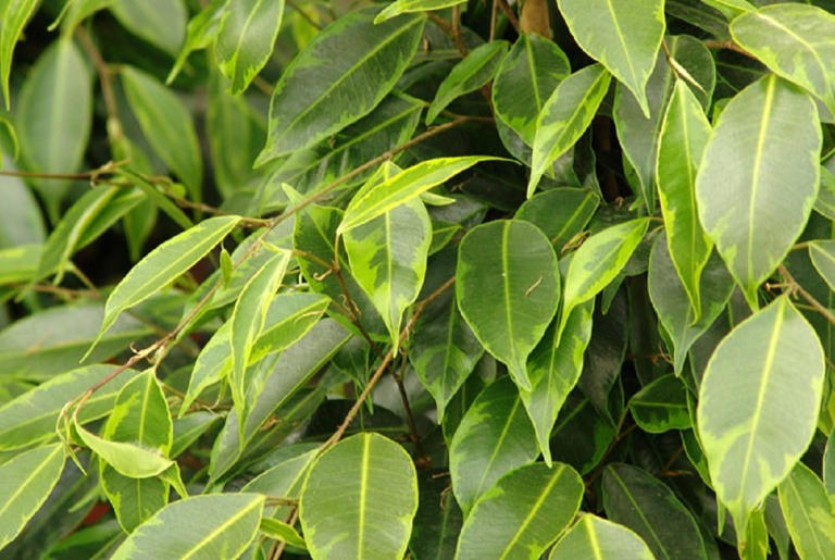 Cómo podar un Ficus benjamina correctamente: guía práctica y completa ...