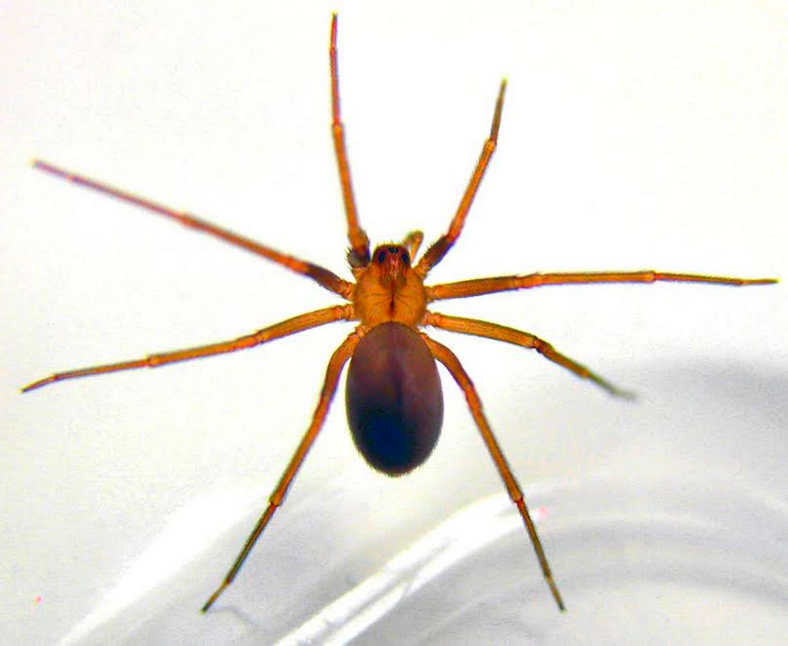 Are you seeing brown recluse spiders in GA? Here's how to recognize ...