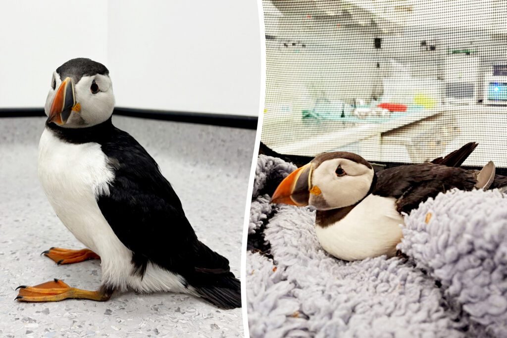 Stranded puffin rescued after turning up over 100 miles from home