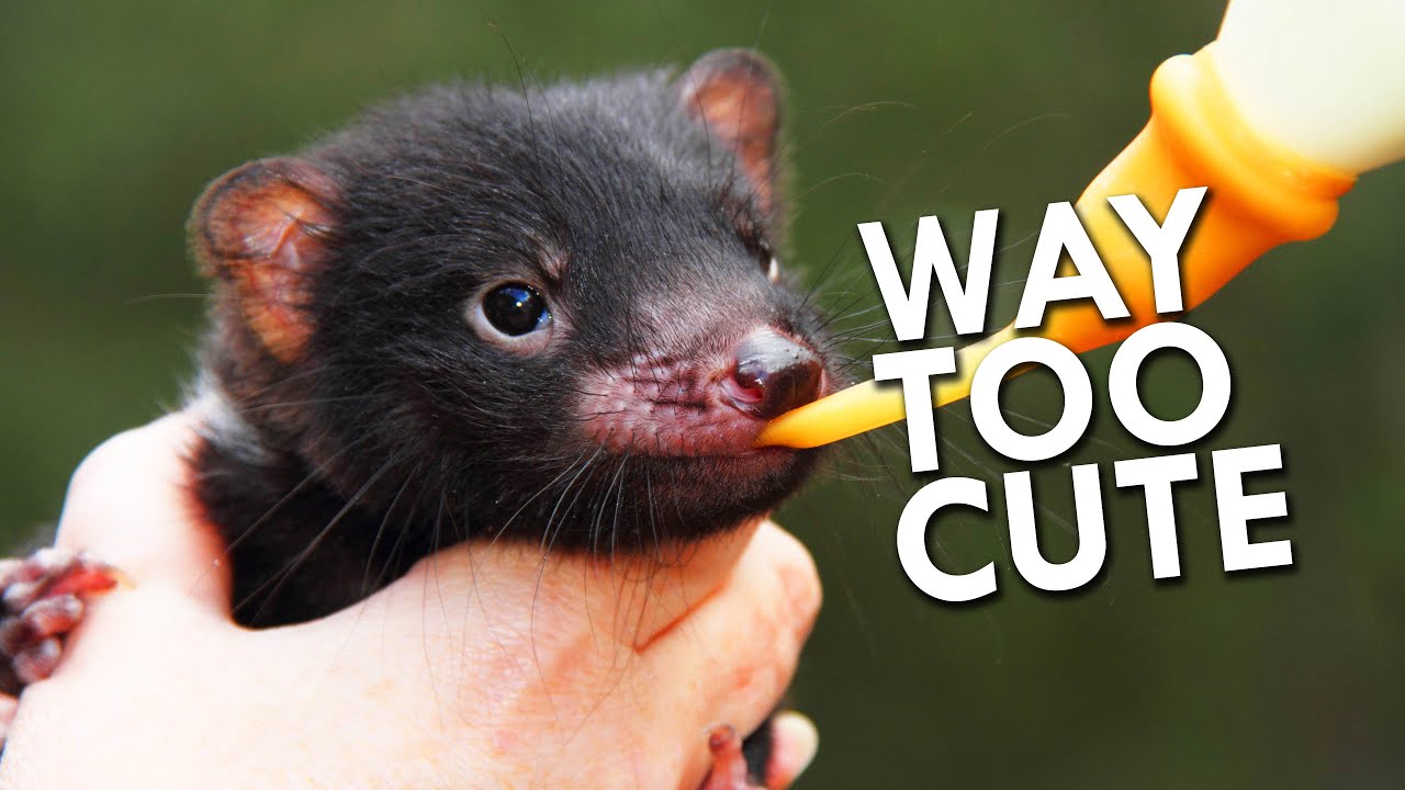 Adorable but Deadly: Tasmania’s Most Dangerous Resident