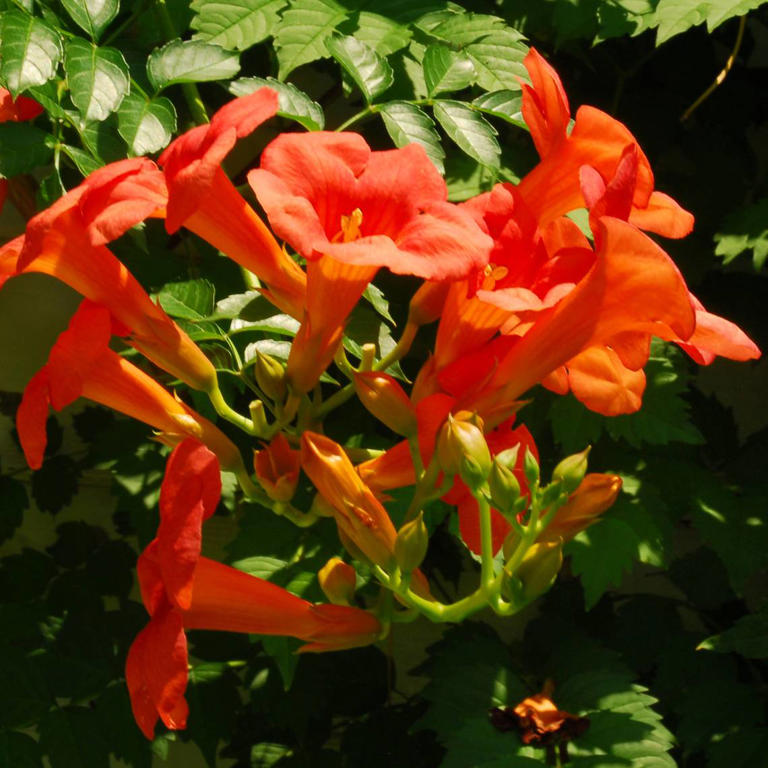 Beware of adding these unwanted beauties to your North Texas landscape