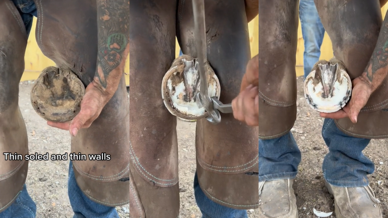 Old Horse, Fresh Shoes – You’ll Love His Reaction!