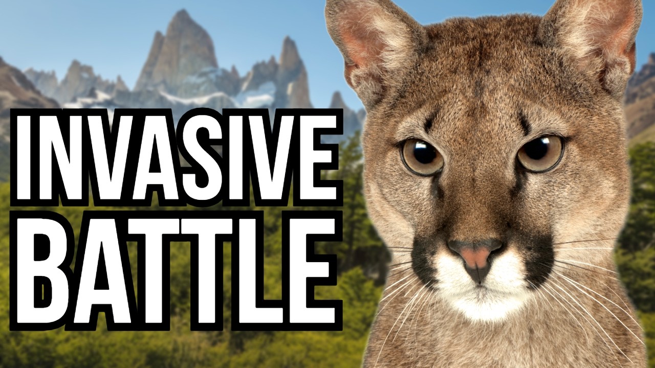4 South American Predators That Fight Back And Combat Invasive Species ...