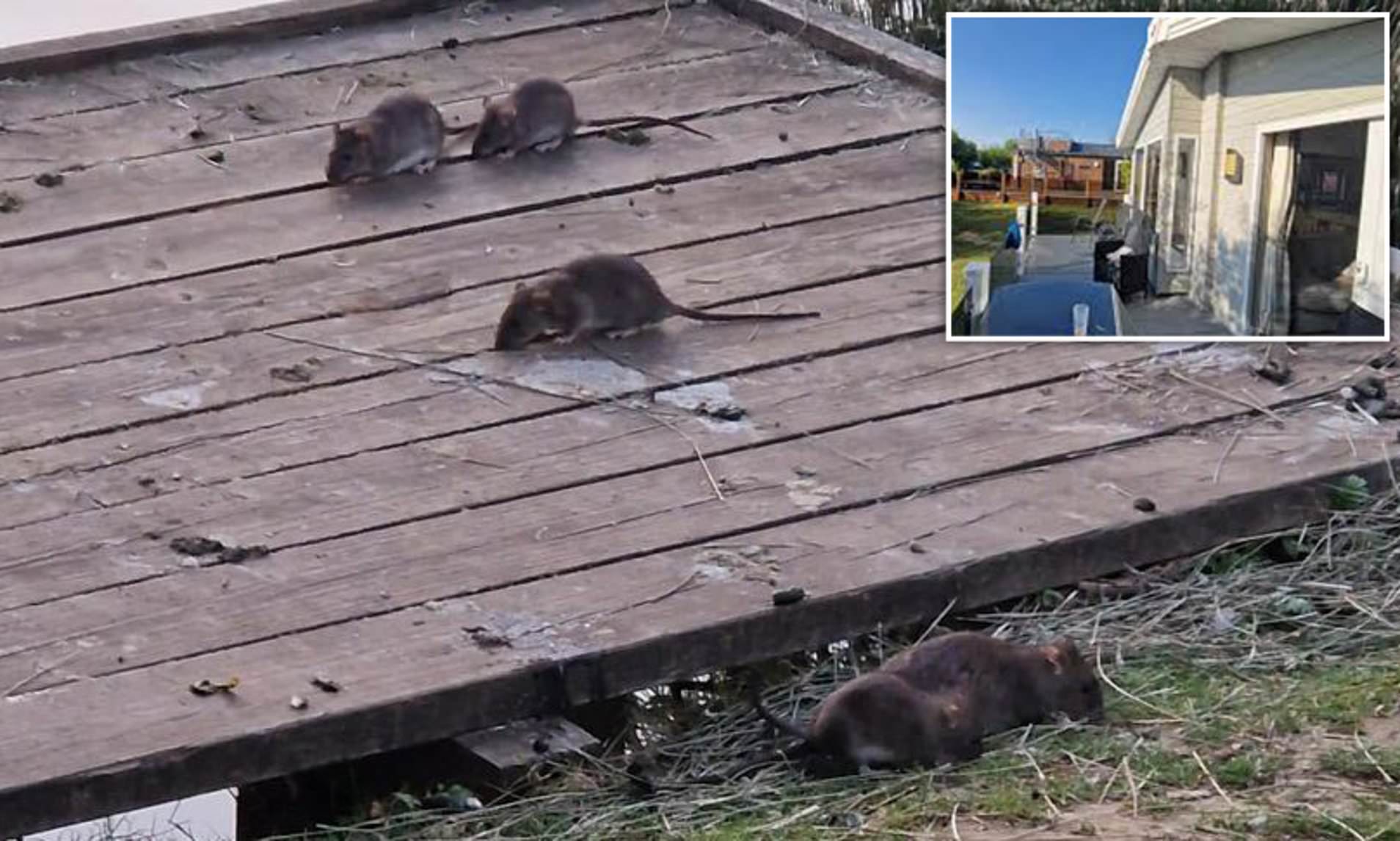 Rats were running absolutely everywhere on our 'zombie apocalypse' holiday