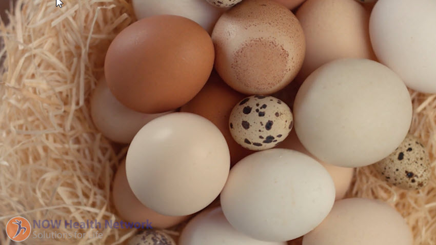 Understanding Egg Protein Allergies