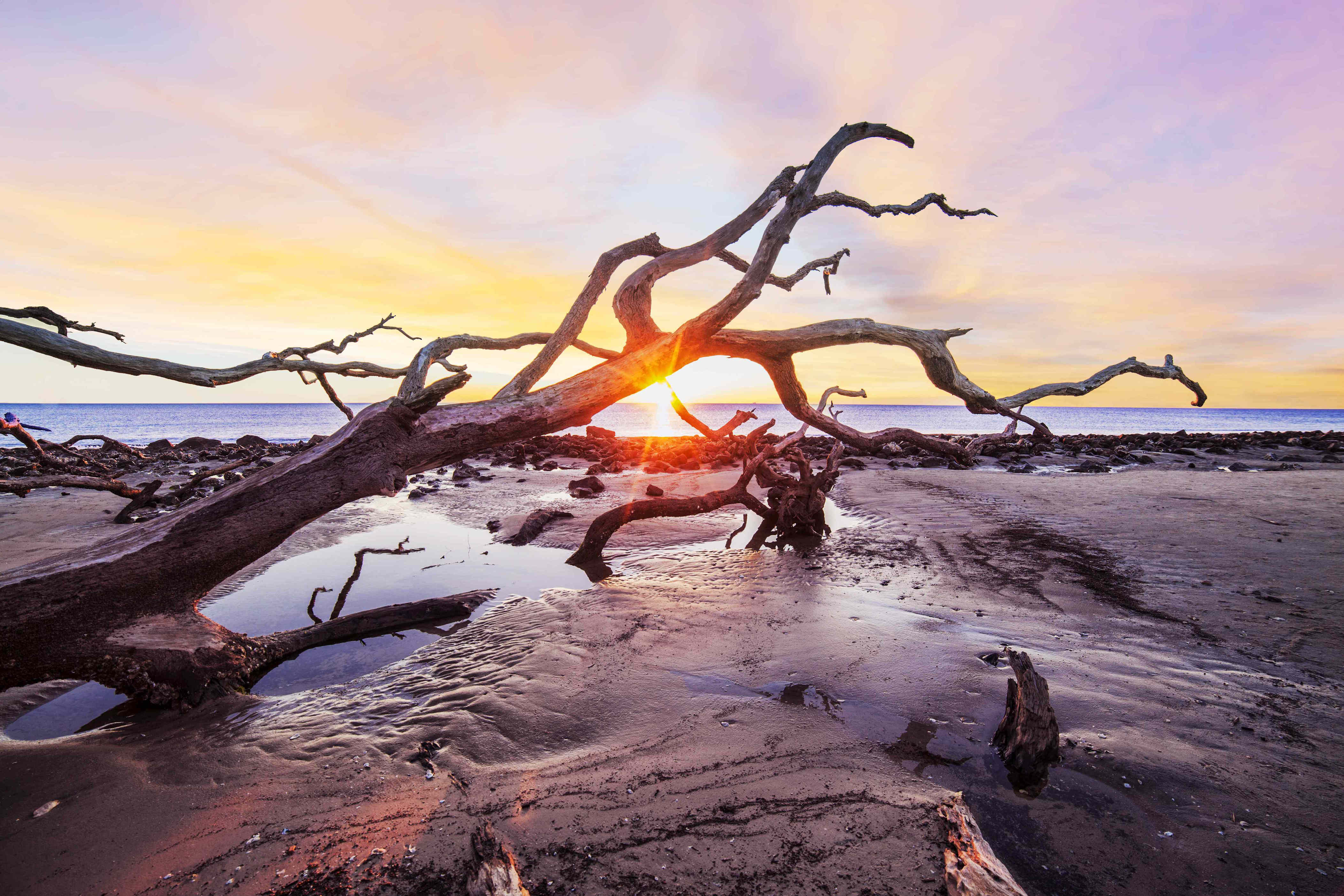 This Otherworldly Stretch Of Georgia Shoreline Might Be The Most Unique ...