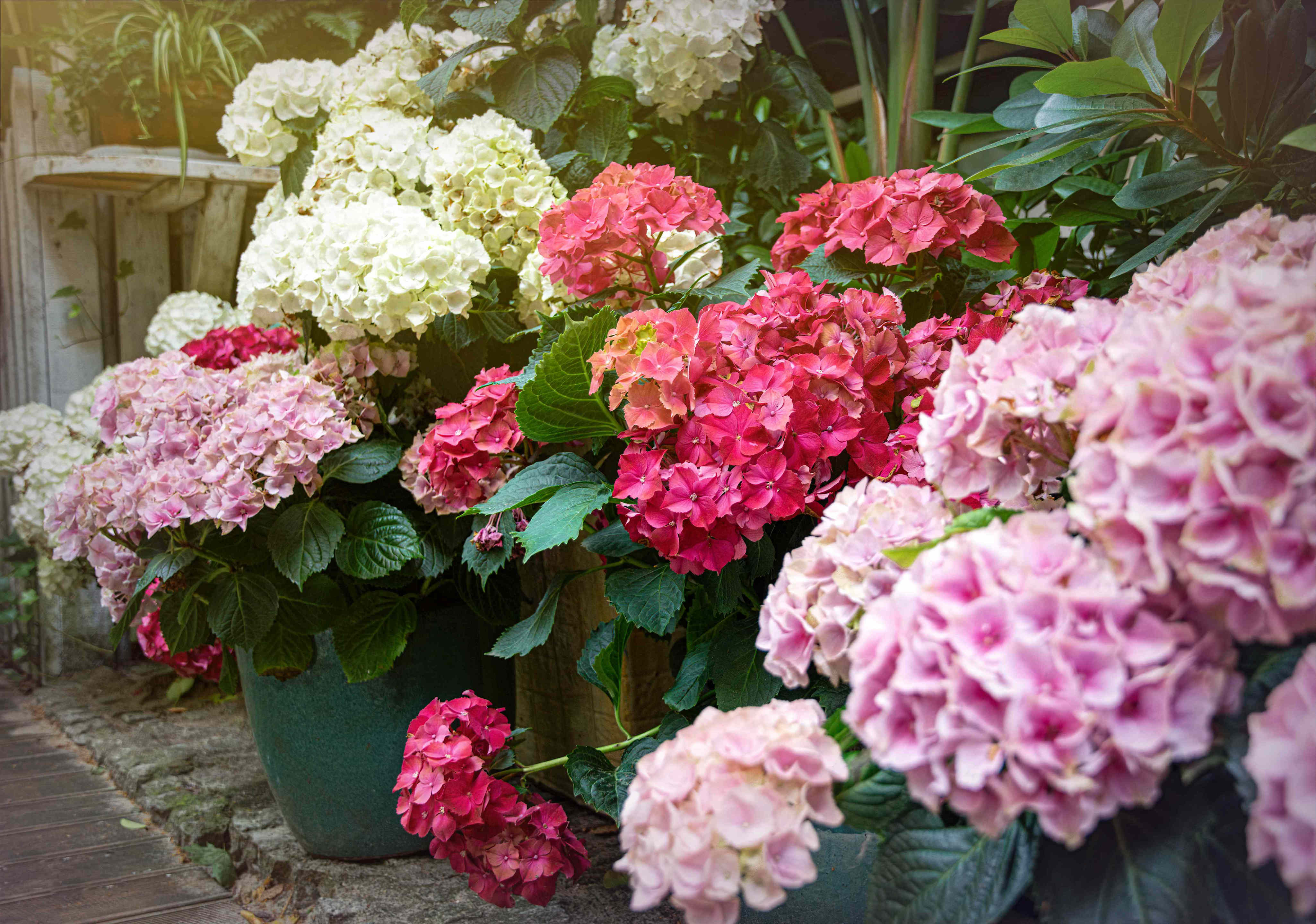 How to Grow Hydrangeas in Containers for Beautiful Blooms on the Porch ...