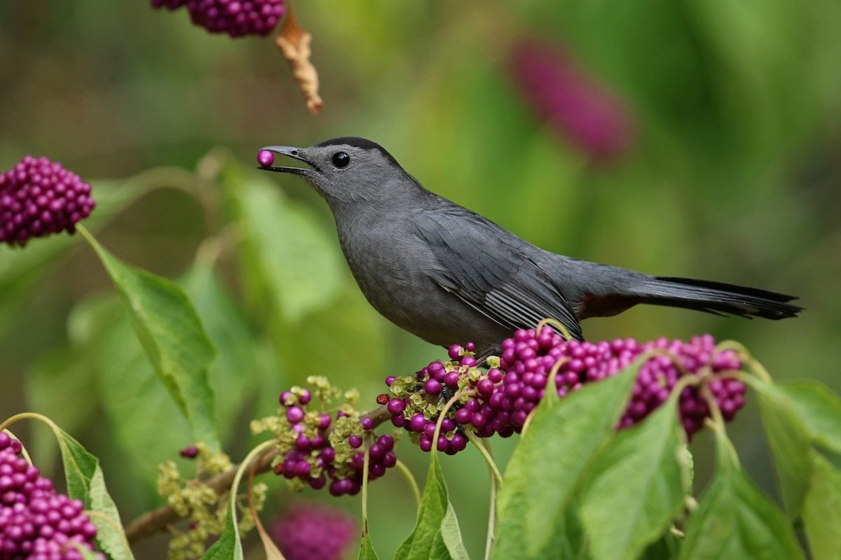 Gray Catbird vs Northern Mockingbird: ID Challenge