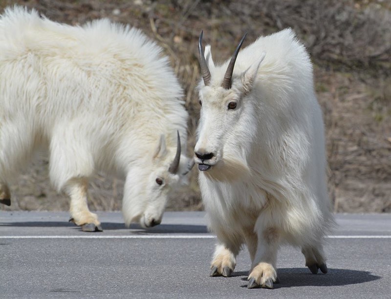 12 Secrets of Canada’s Mountain Goats