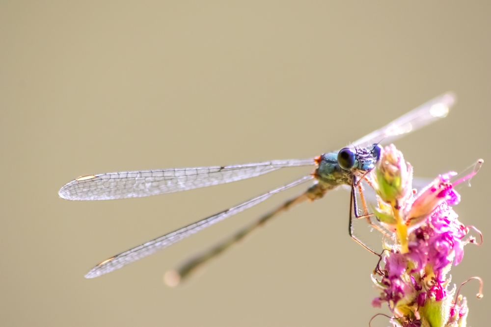 How to Attract Beneficial Insects to Your Garden