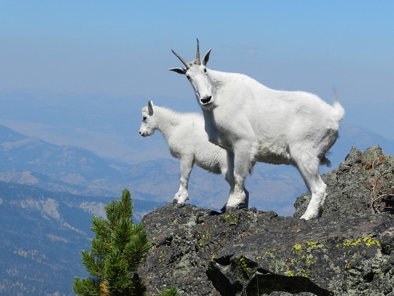 12 Secrets of Canada’s Mountain Goats