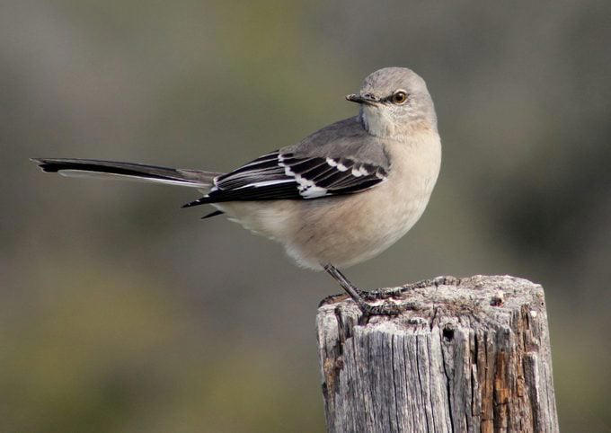 Gray Catbird vs Northern Mockingbird: ID Challenge