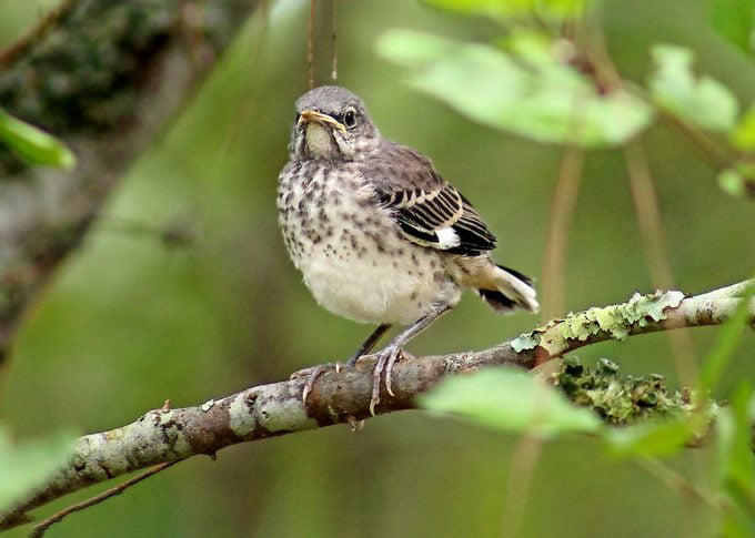 Gray Catbird vs Northern Mockingbird: ID Challenge
