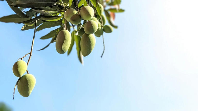 Mango macho y mango hembra: diferencias, identificación y curiosidades ...