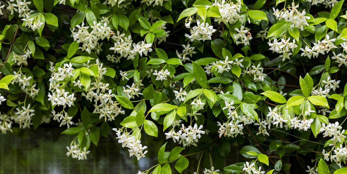 4 Different Plants That Go by the Common Name “Jasmine” — and How to ...