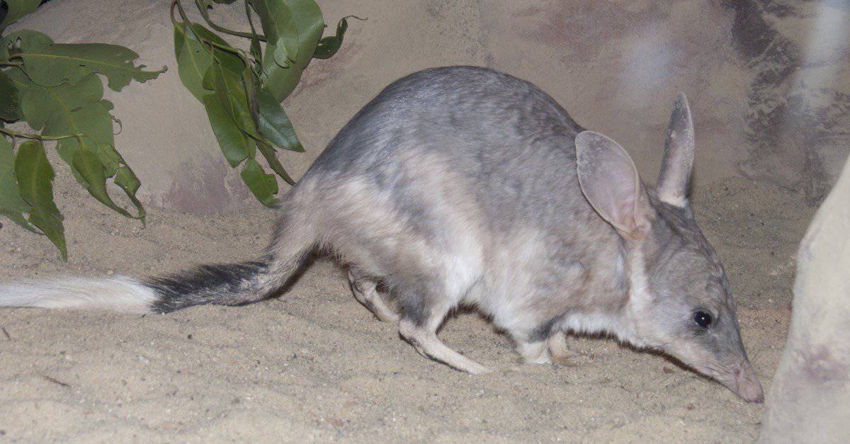 10 Fascinating Bilby Facts