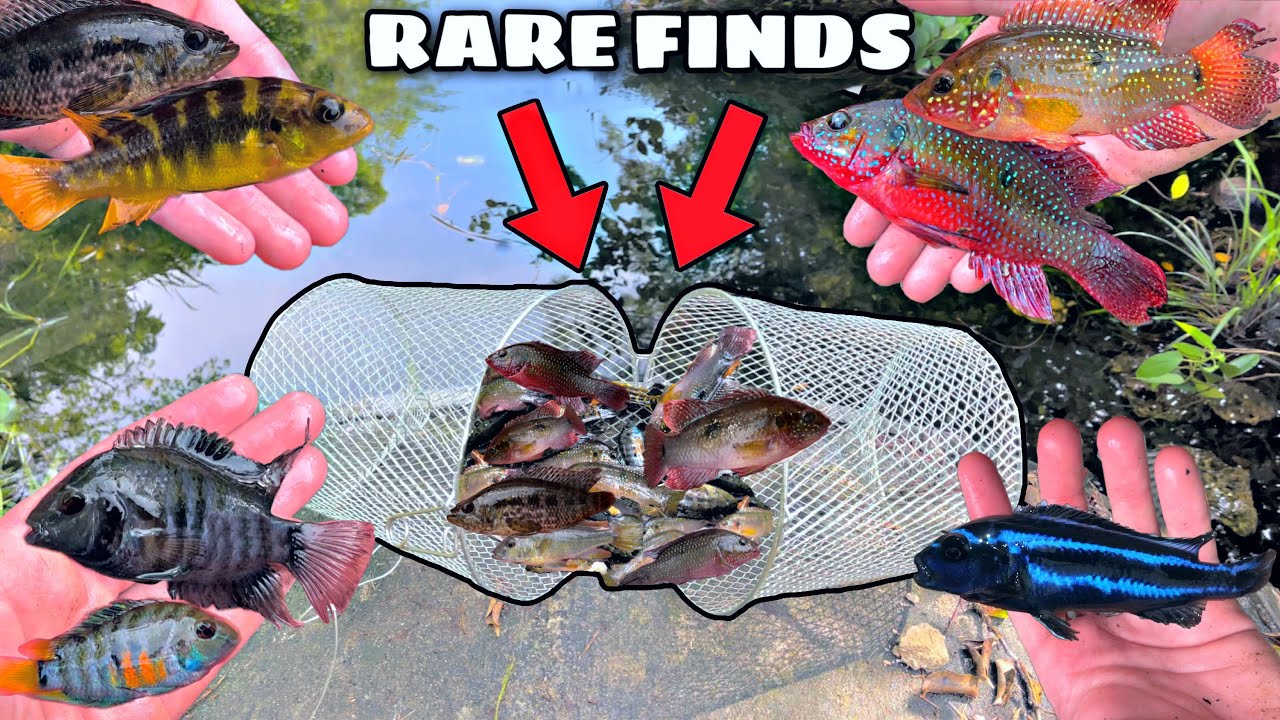 Jewel Cichlids, Jaguars, and Mystery Fish Caught in a Secret Creek Spot