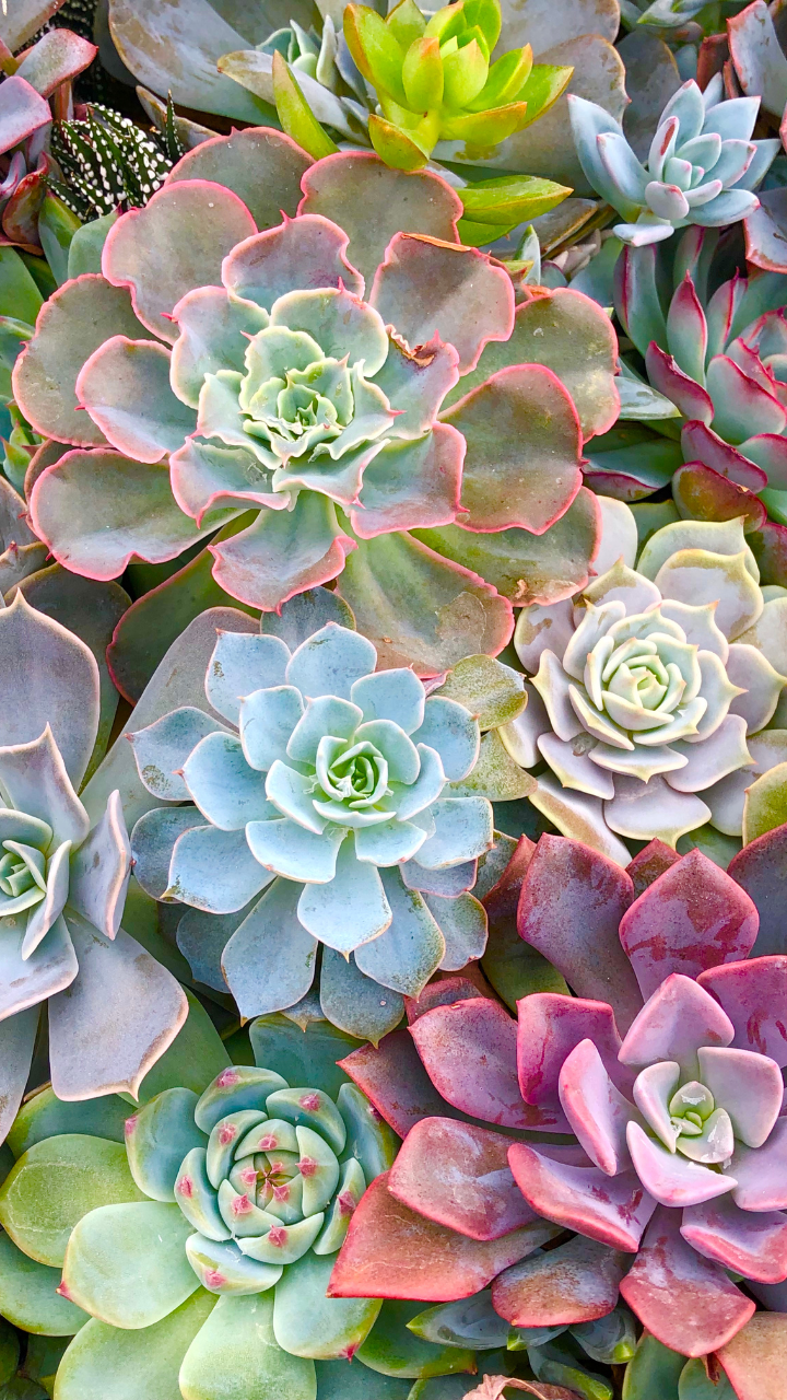 8 mini succulents that can live for over 50 years