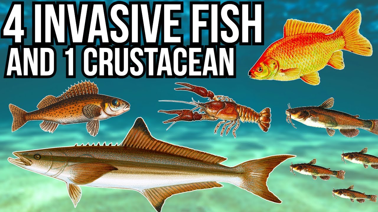 4 Problem Invasive Fish and 1 Crustacean
