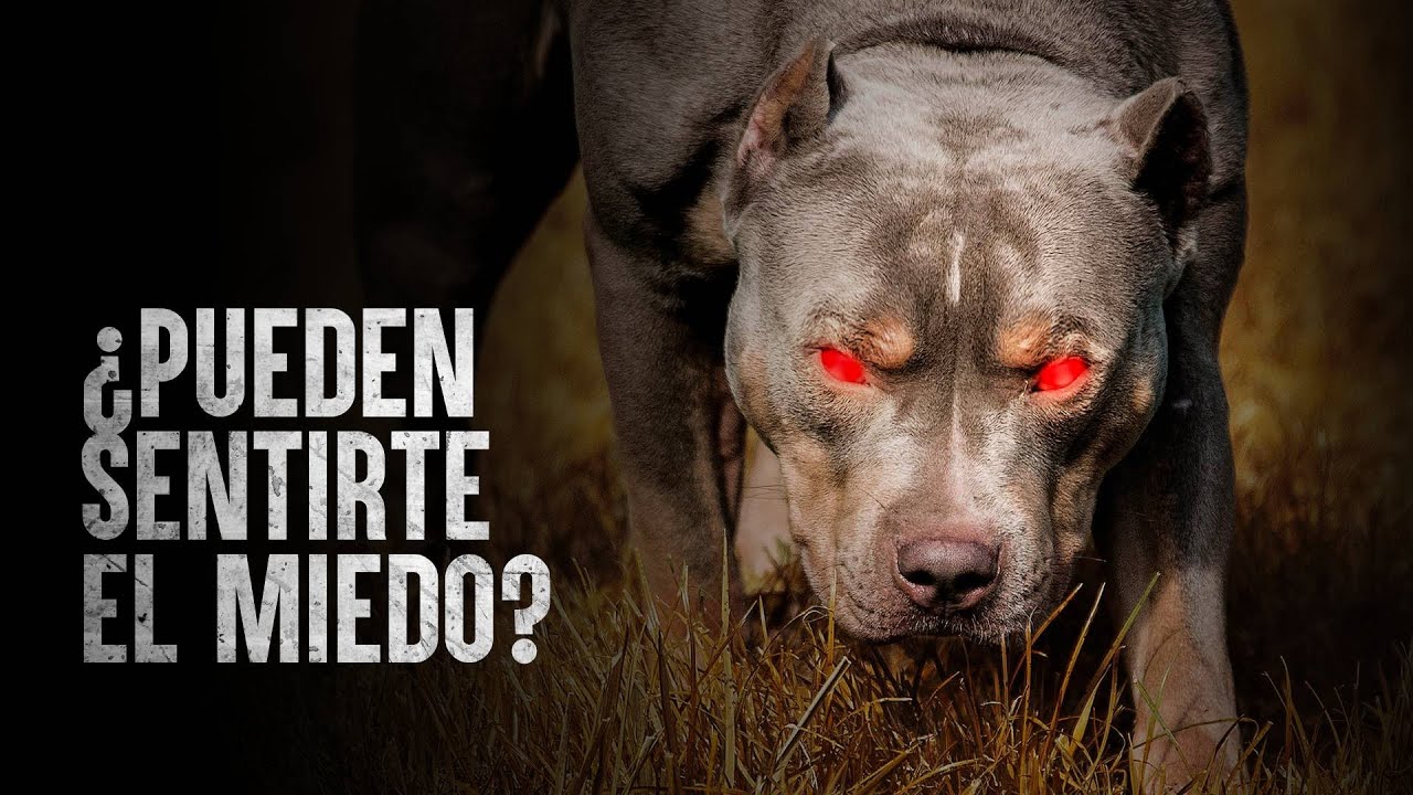 Cómo Sobrevivir: Lo Peor Que Debes Hacer Si Te Ataca Un Perro