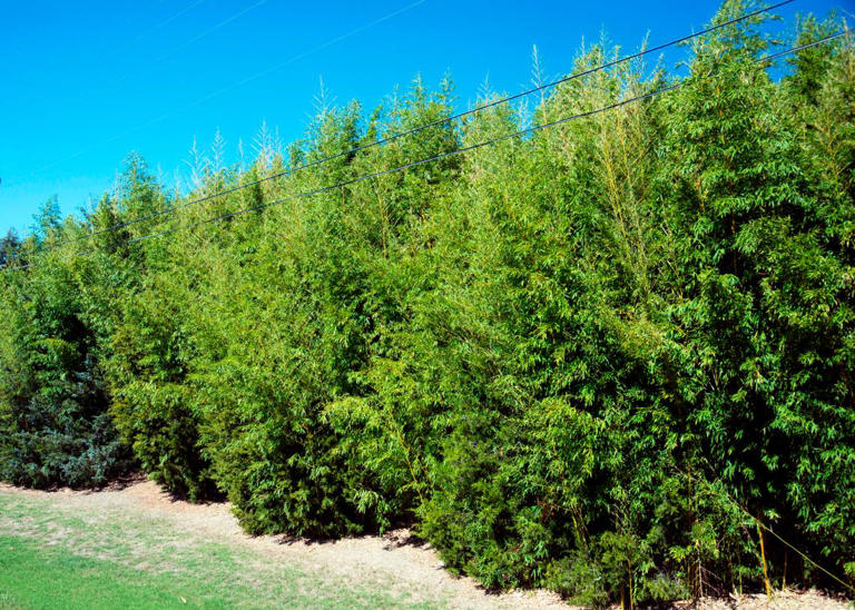 Beware of adding these unwanted beauties to your North Texas landscape