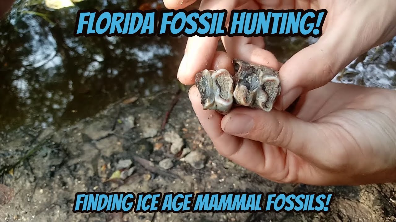 Florida Fossil Hunting ¦ Finding a Tapir Jaw, Horse Tooth, and Huge ...