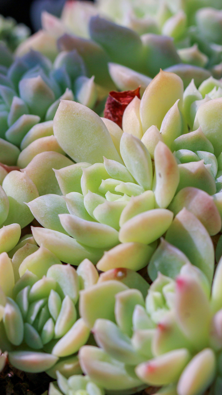 8 mini succulents that can live for over 50 years