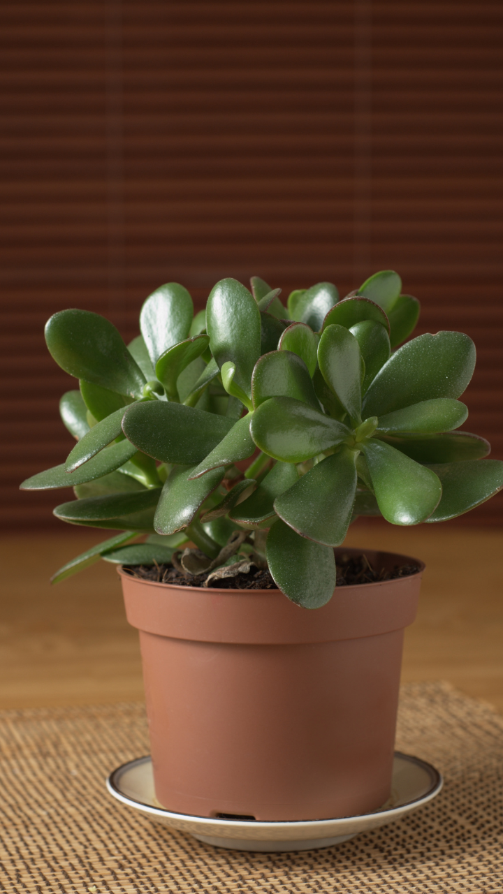 8 mini succulents that can live for over 50 years