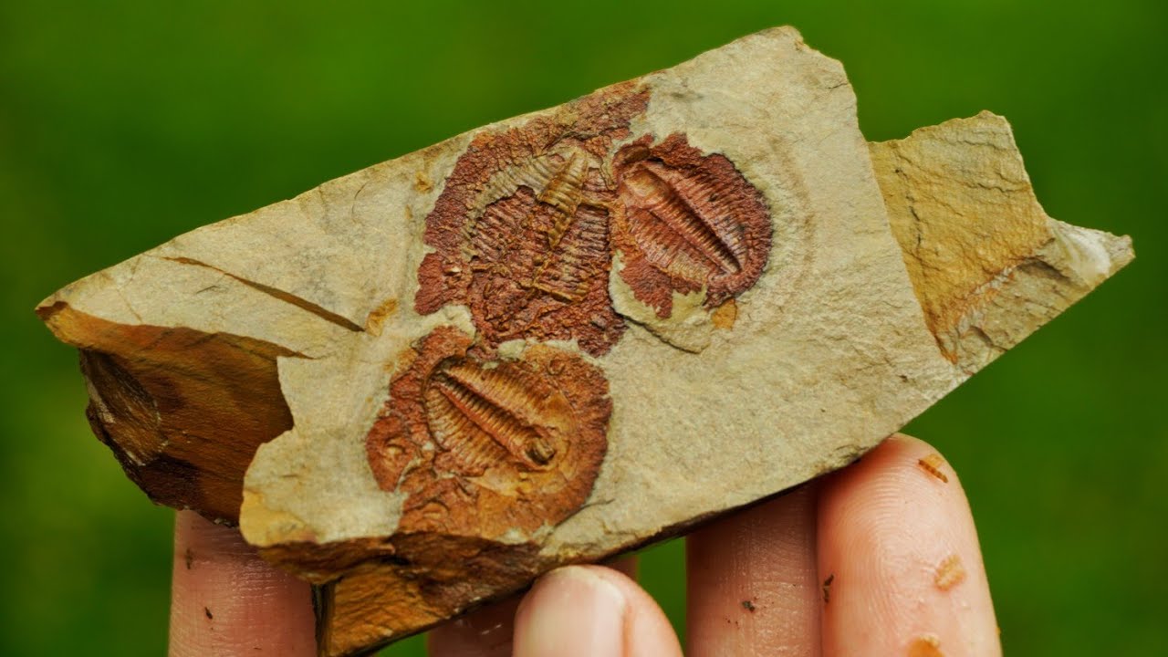Finding 400-500 million year old trilobite fossils in Georgia! The ...