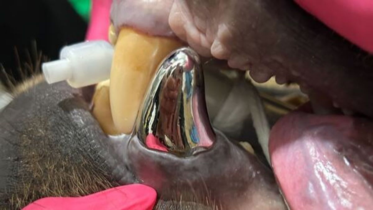 World’s Bravest Vets Put Full Metal Dental Crown On A Bear For The ...