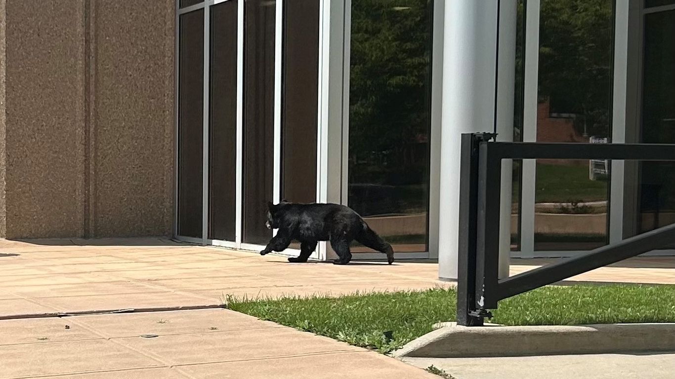 Bears here, there, everywhere in Boulder