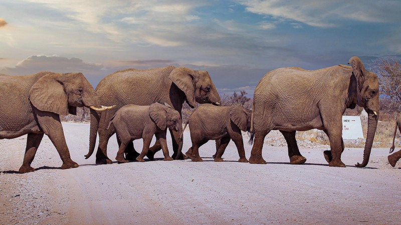 Elephant traffic jam: a driver's heart-racing safari tale