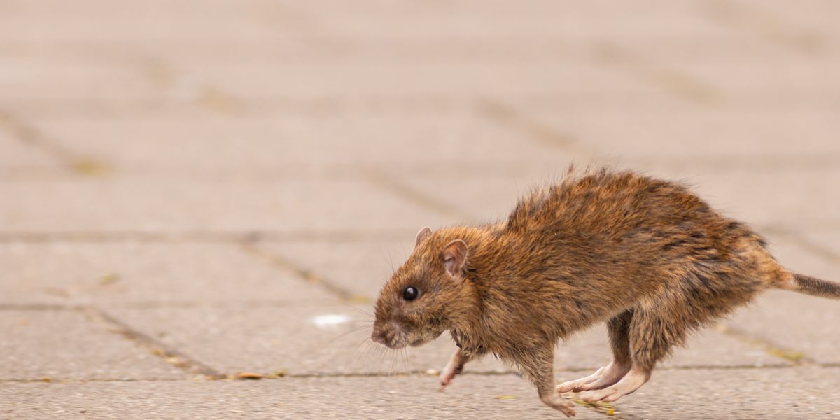 The Rodents of Chicago Are Evolving in Real Time, Scientists Say