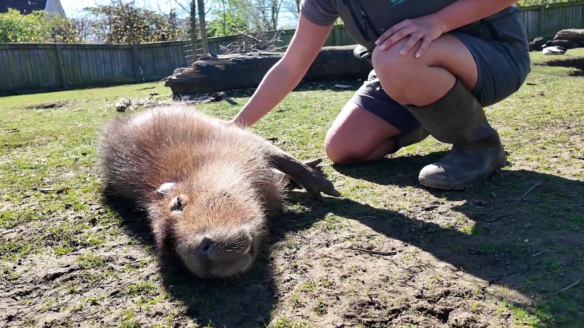 I gave belly rubs to cuddly capybara brothers