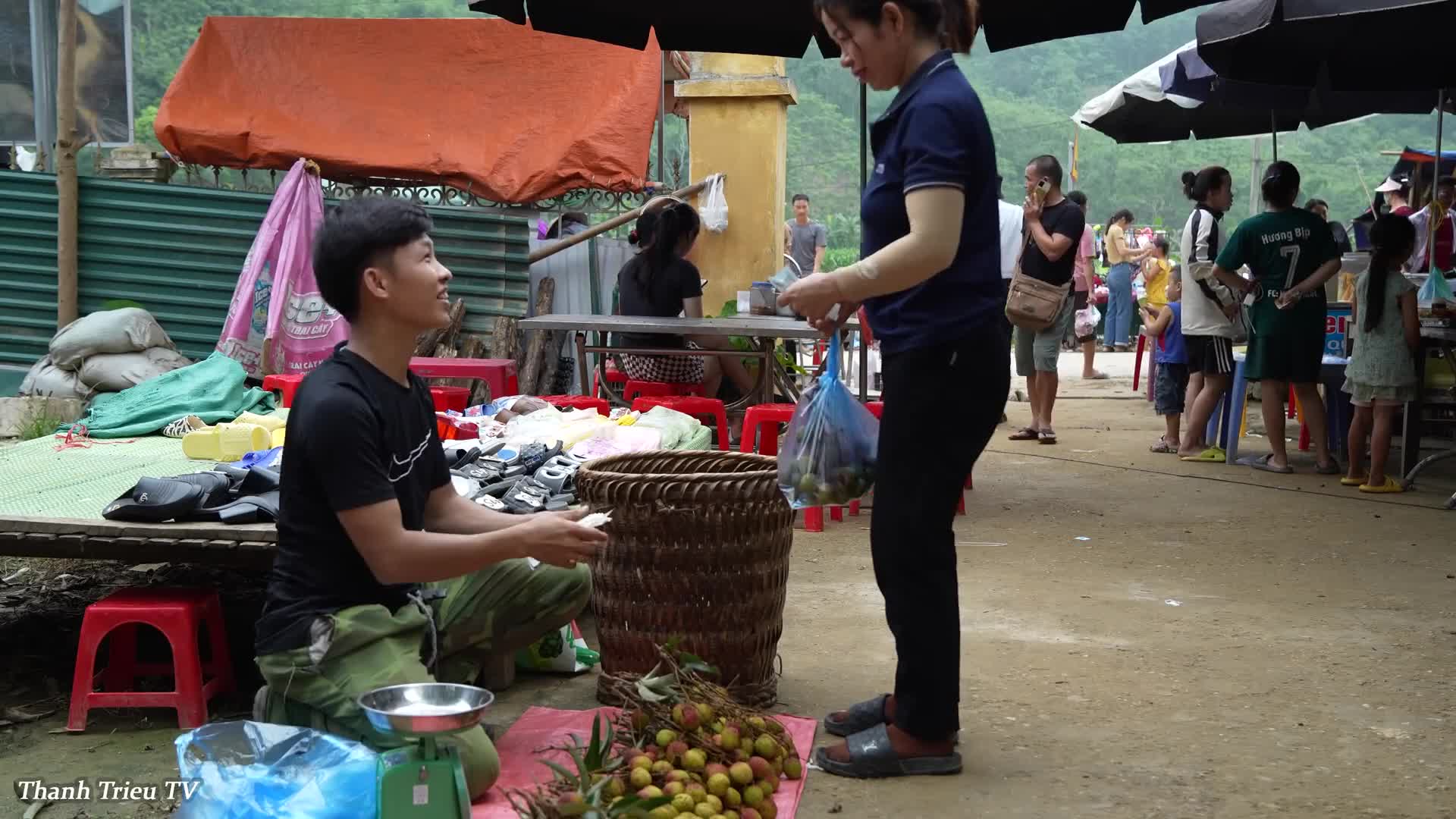 Wild lychee harvest in the woods