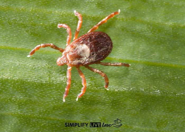 What to Do If You Are Bitten by a Tick (+ When to Worry)