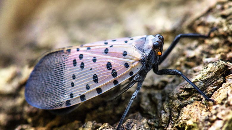 What To Know About Invasive Spotted Lantern Flies To Keep Them Out Of ...