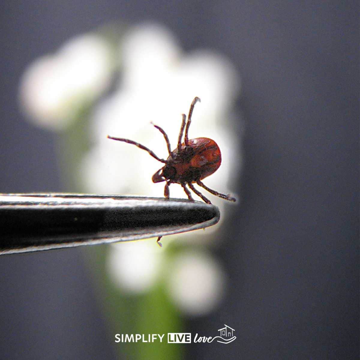 What to Do If You Are Bitten by a Tick (+ When to Worry)