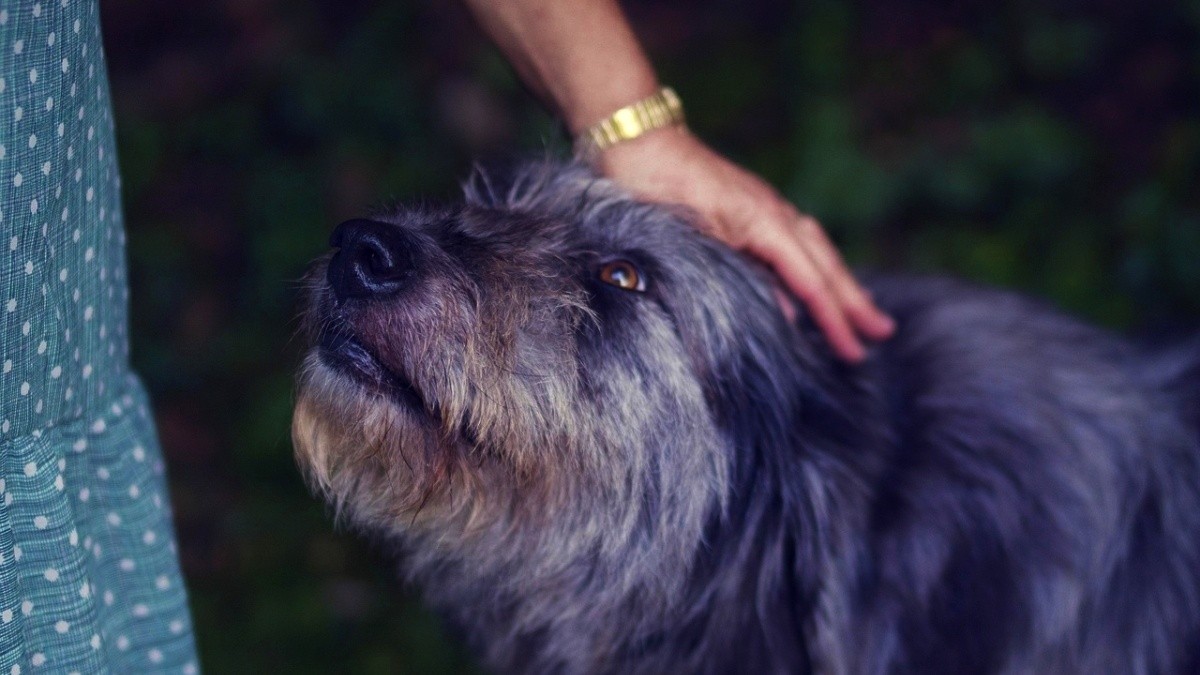 Benefits of having a dog at home