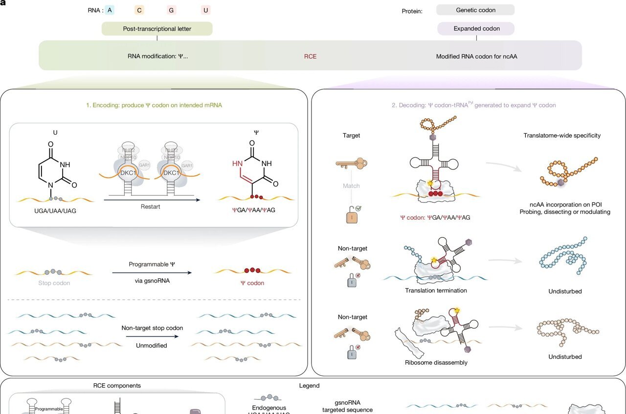 RNA codon expansion platform enables precise protein engineering in ...