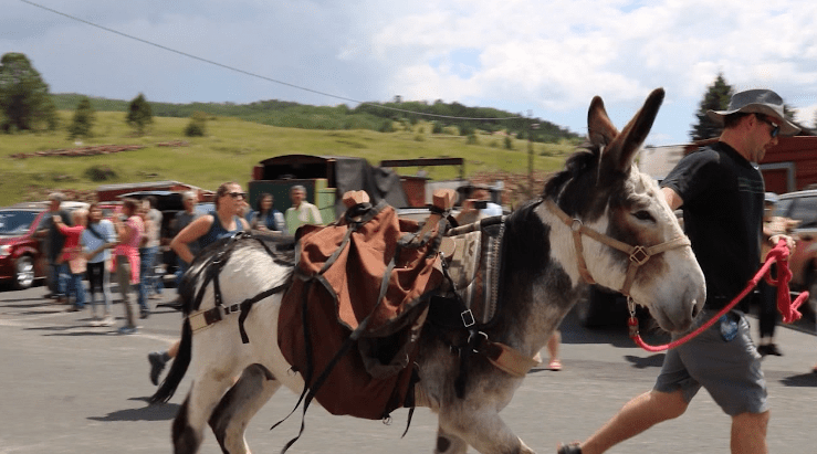 2025 Donkey Derby Days: What you need to know