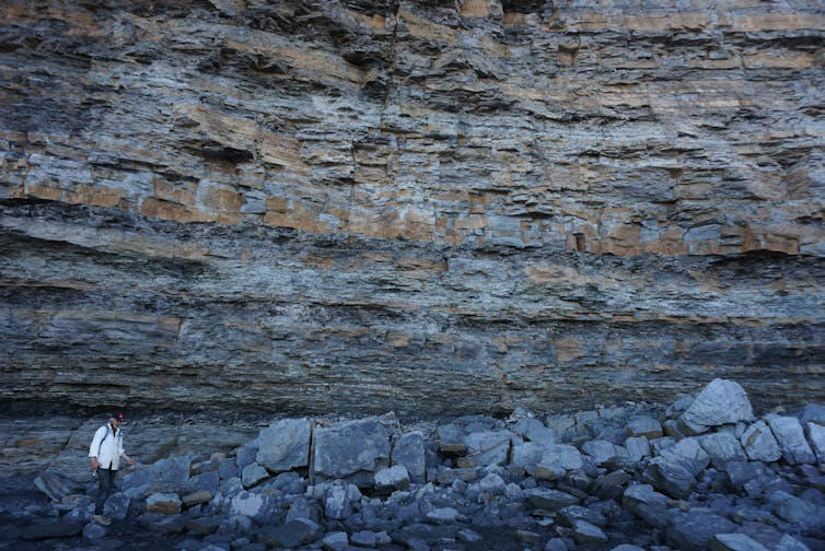 A Chance Discovery Of A 350 Million-Year-Old Fossil Reveals New Type Of ...